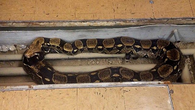 Missing 9 foot snake prompts early release at Brentwood High Sch ...